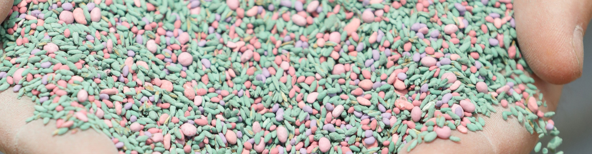 Seed Enhancement and Coating Technology for Better Yields | Barenbrug